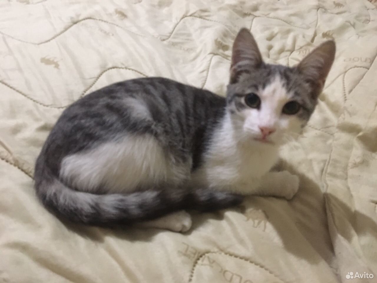 Маленький котик