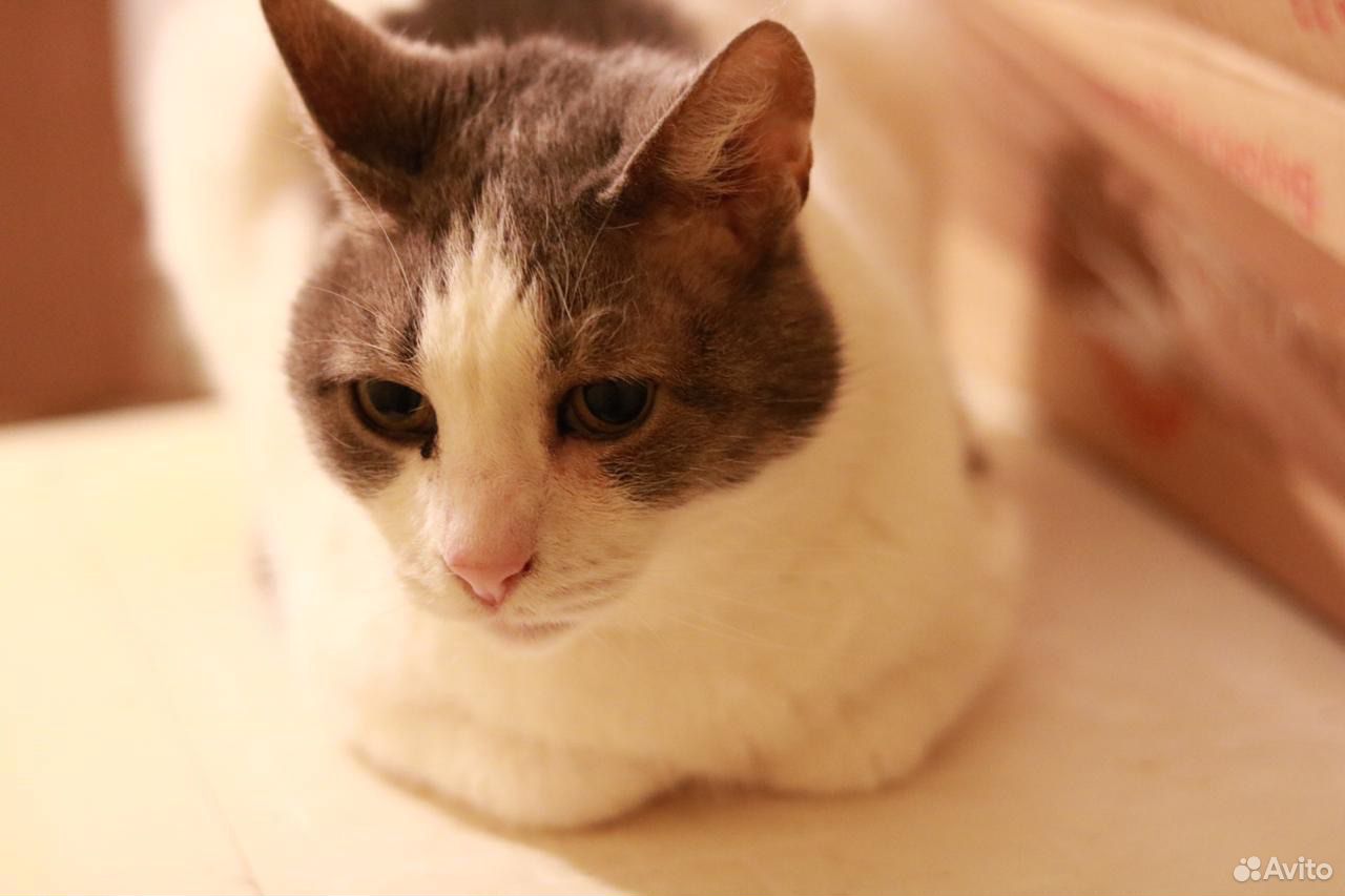 Котик Ланселот 2 года