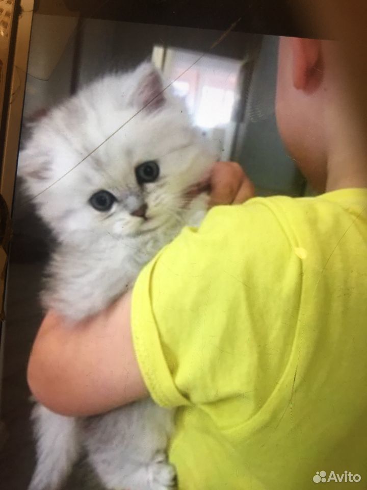 Шикарный котик ищет невесту