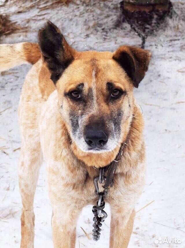 Пристраивается приютский пес Нельсон