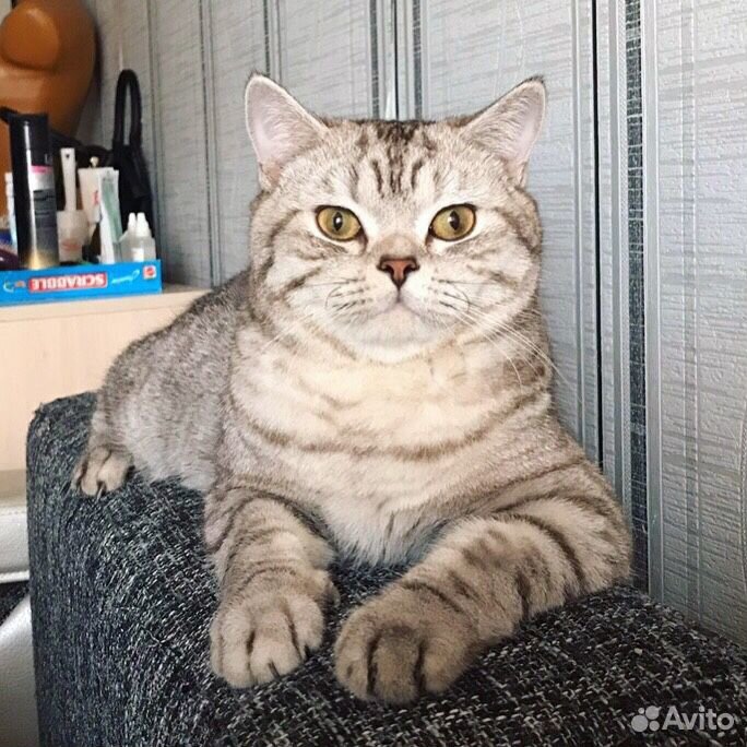 Вязка Британца