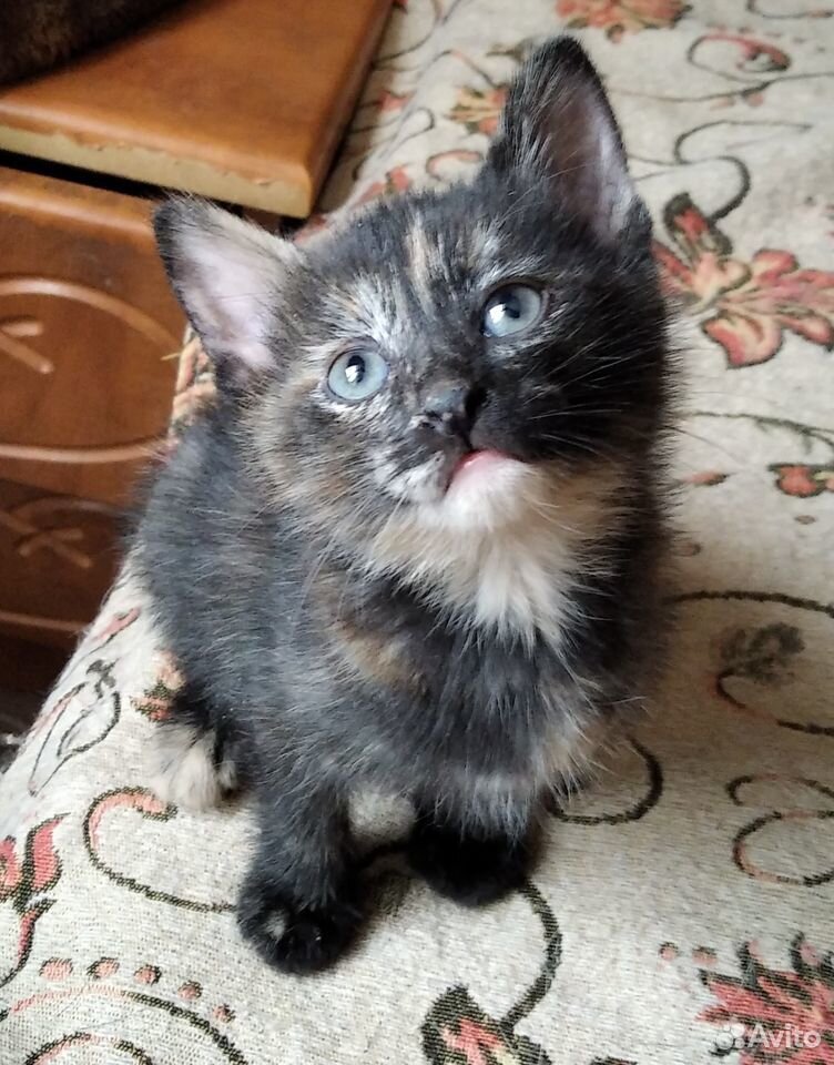 Котенок Сонечка