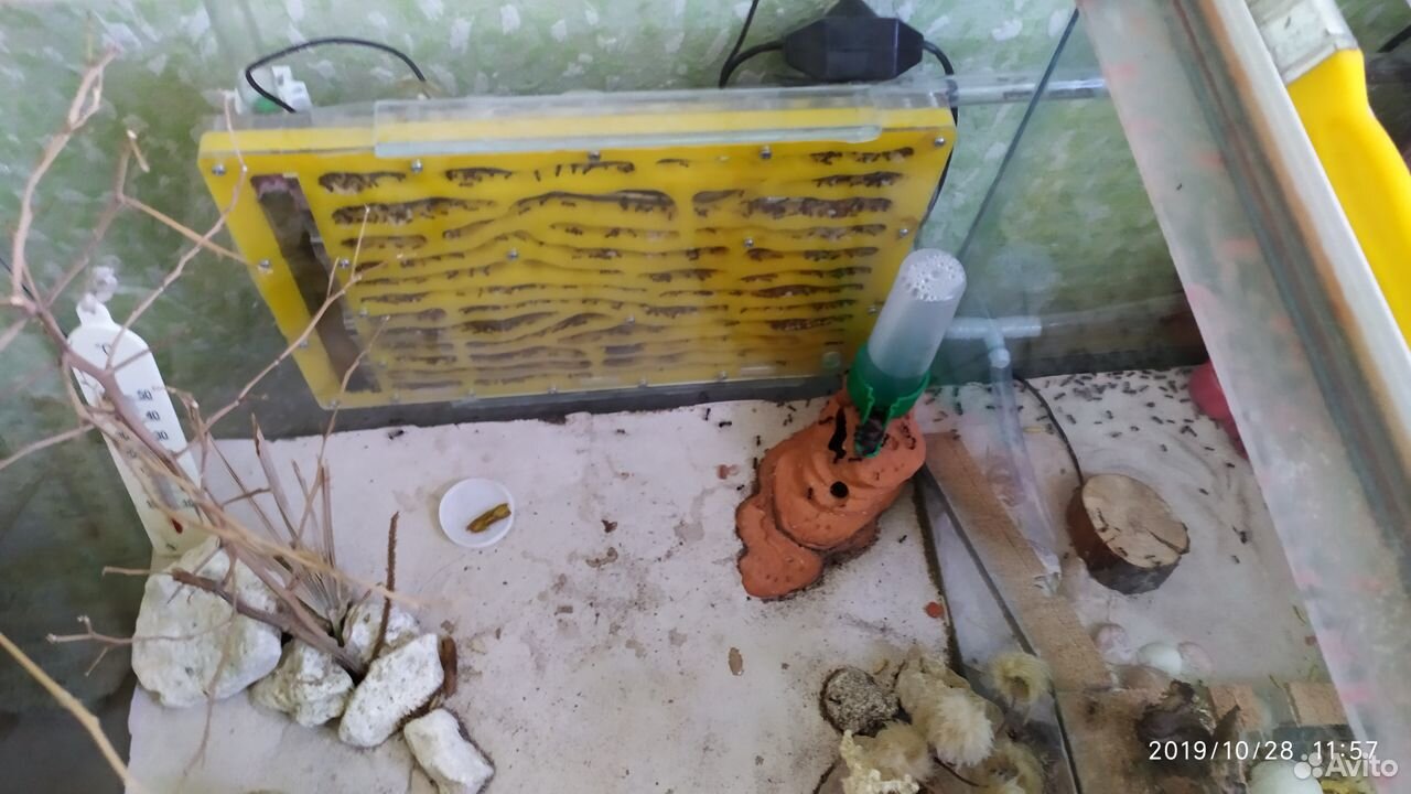 Муравейник