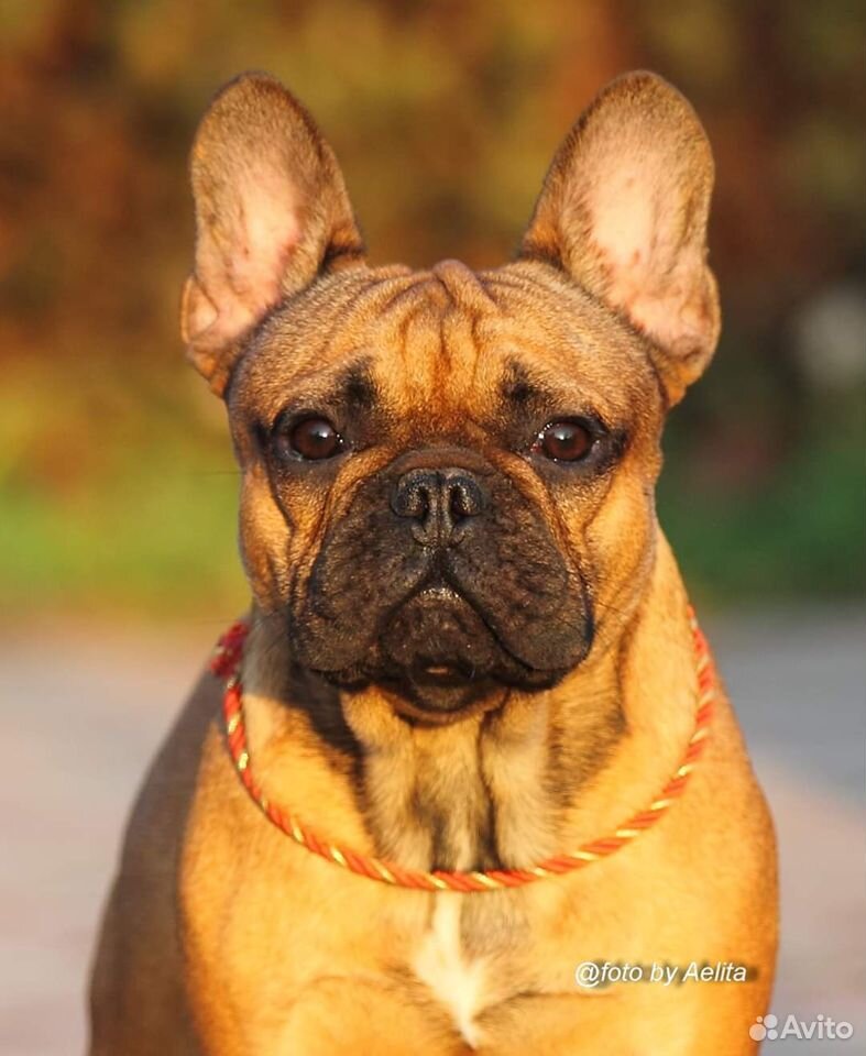 Мальчик Французский бульдог