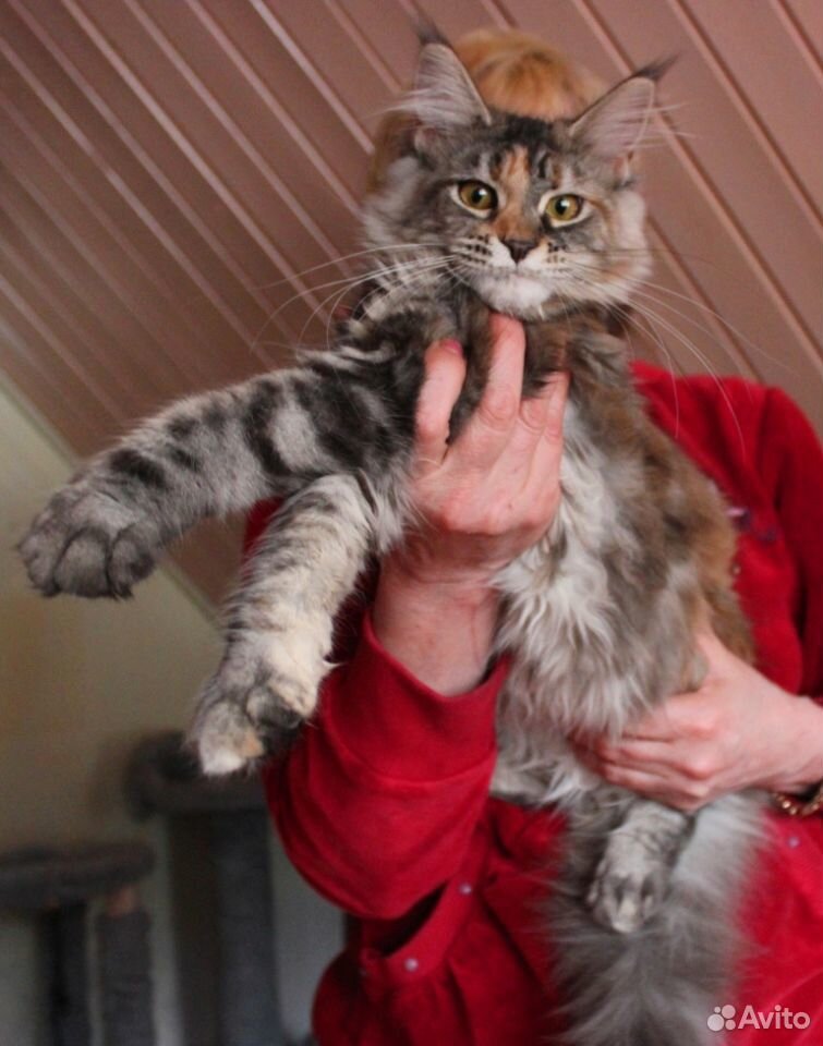 Клубные котята мейн кун Принцесса Диана