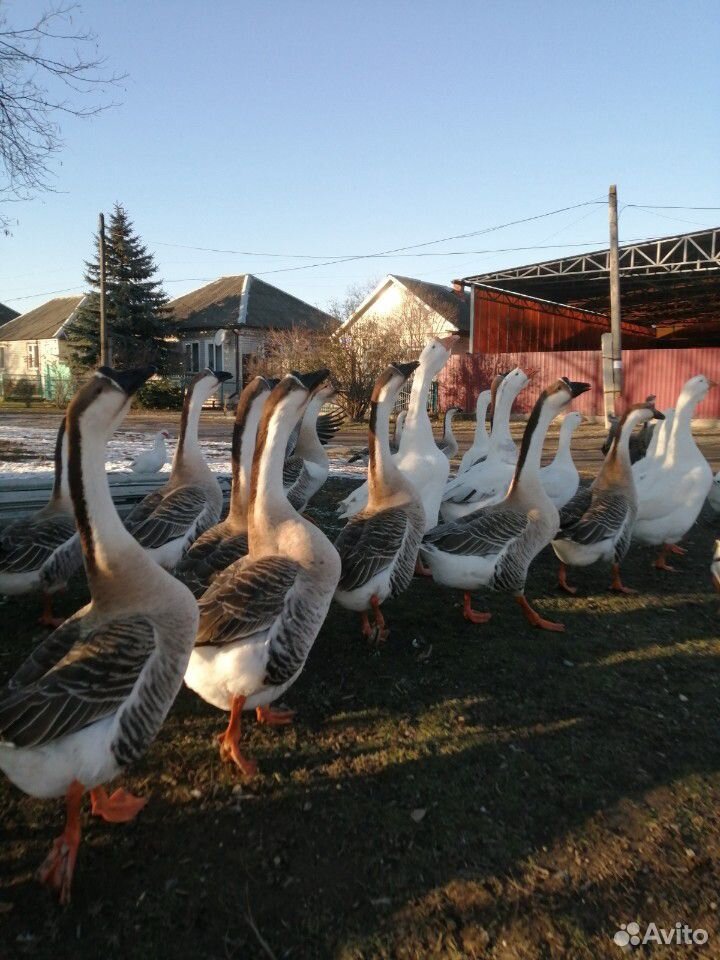 Гуси взрослые
