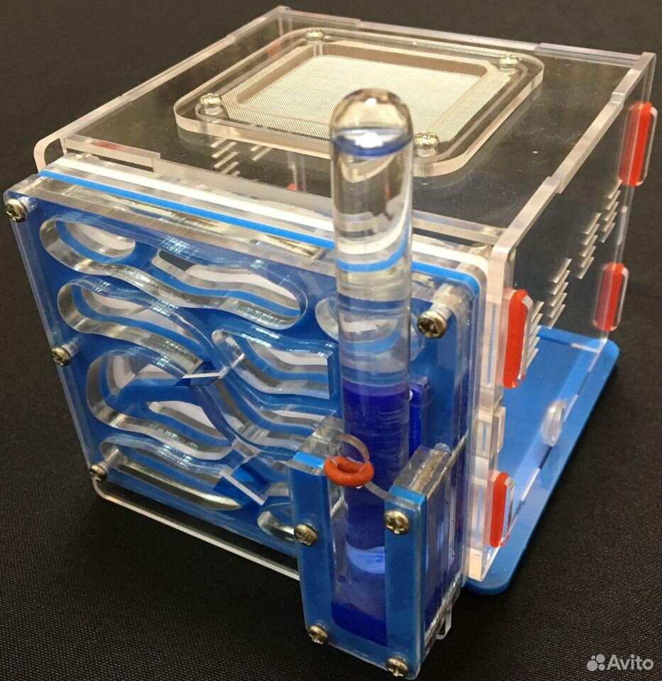 Pheidole yeensis муравьи