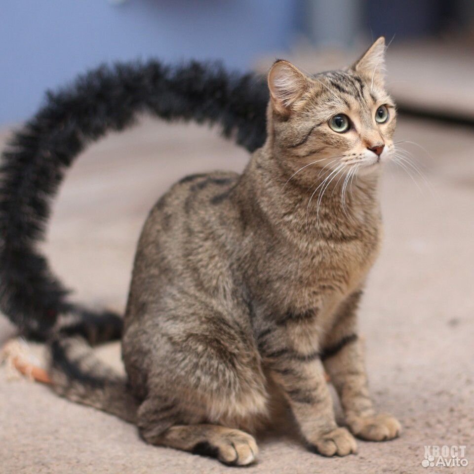 Кошка Катюша