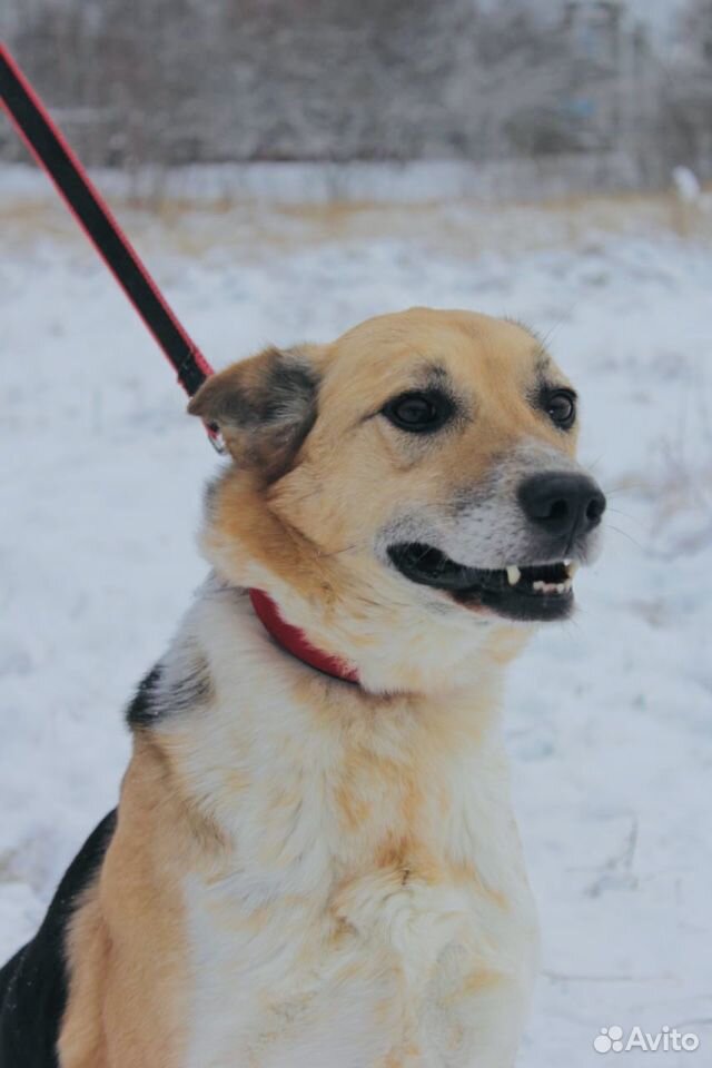 Отдам в хорошие руки, милашка Мия