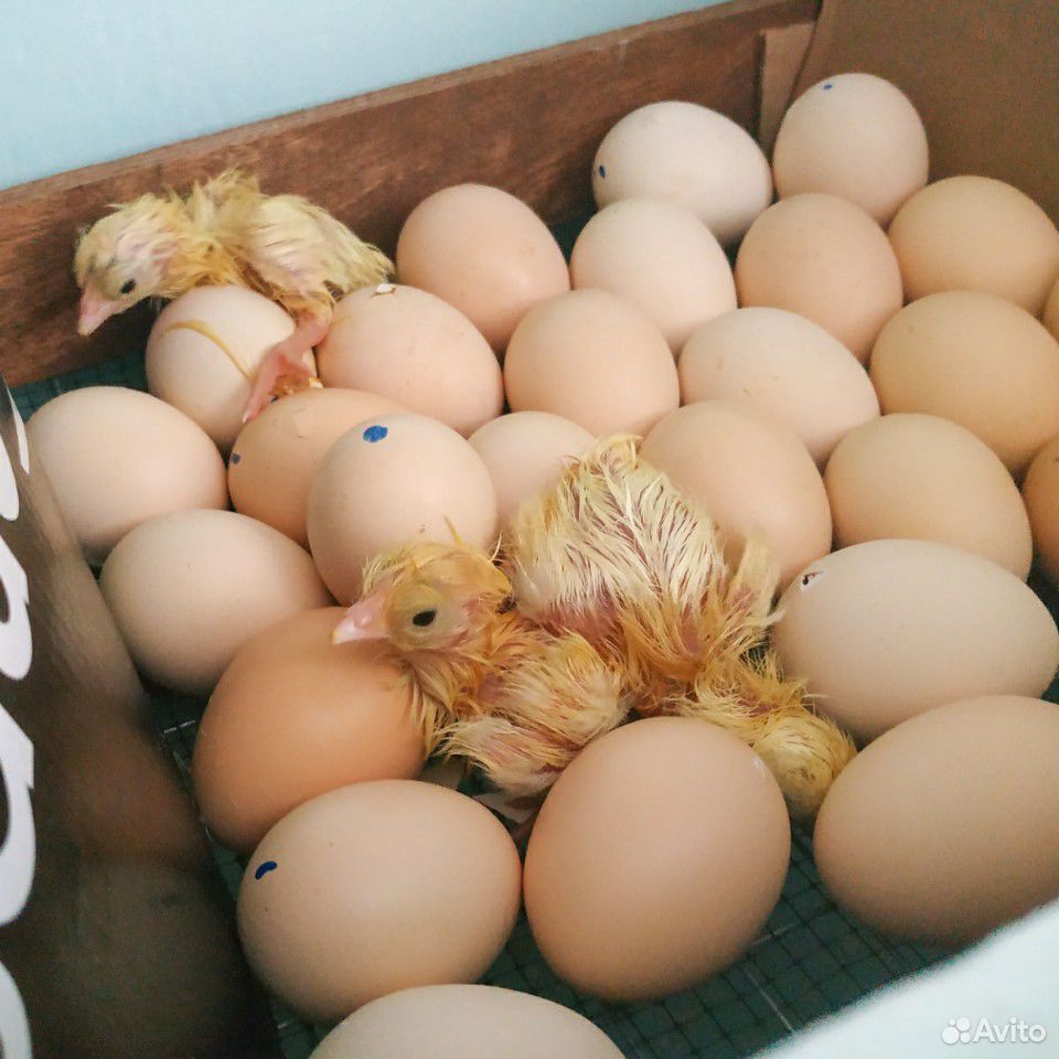 Яйцо инкубационное