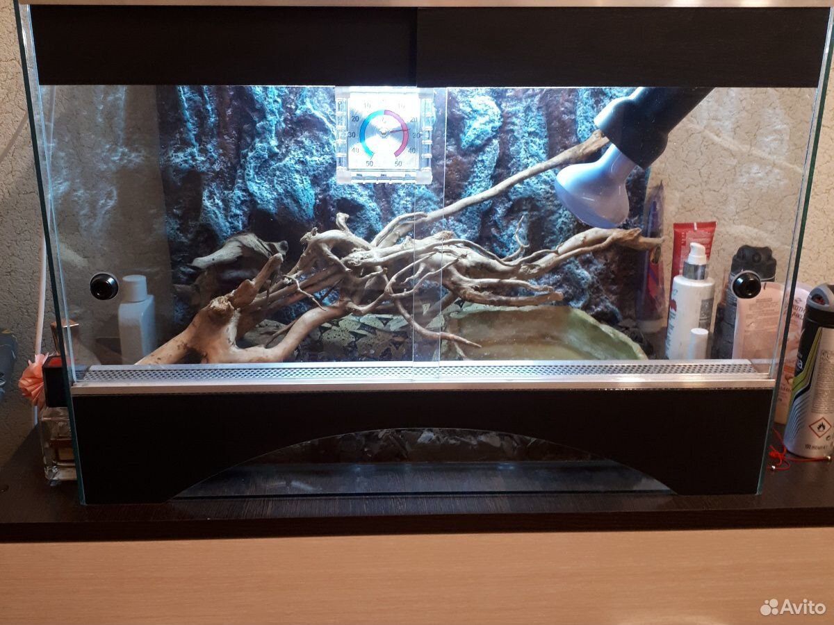 Удавчик со всем имуществом