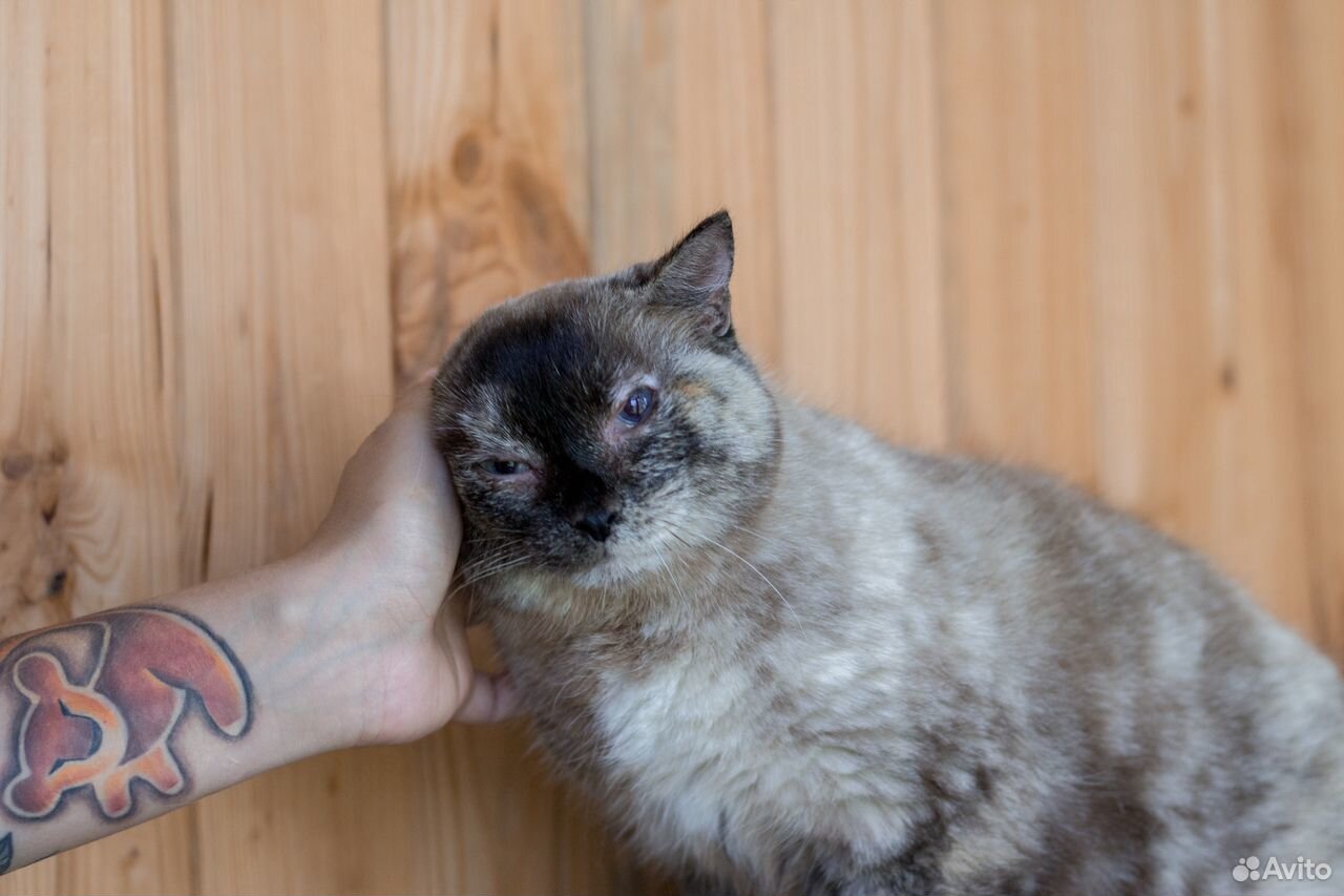 Кошка Софа, 5 лет (из приюта)