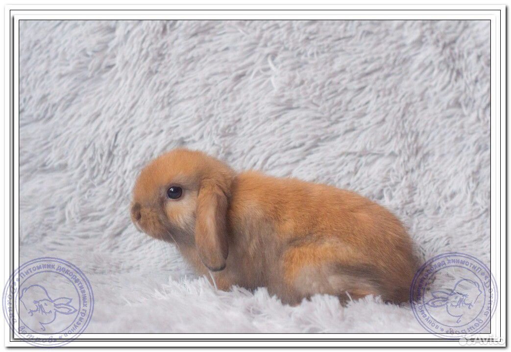 Тюрингенский мальчишка - карликовый крольчонок