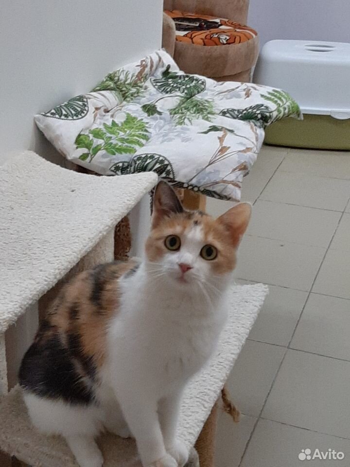 Кошечка Пуся ищет дом