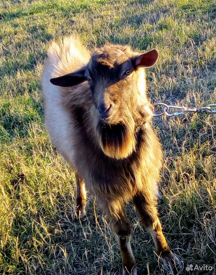 Козел на продажу