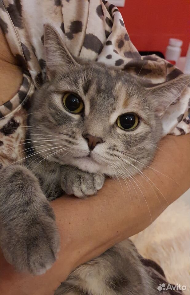 Бывшедомашняя кошечка ищет добрые ручки