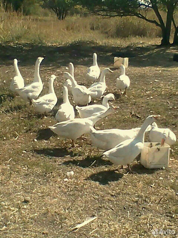 Яйцо гусиное