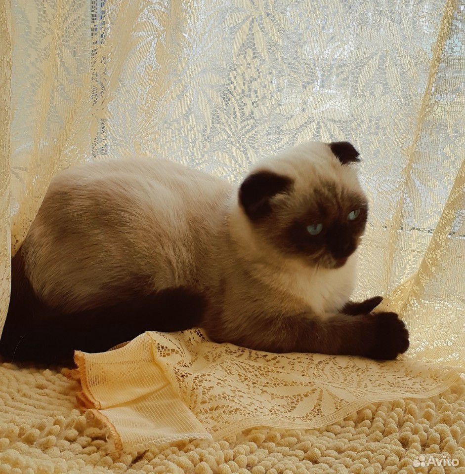 Шоколадная конфетка