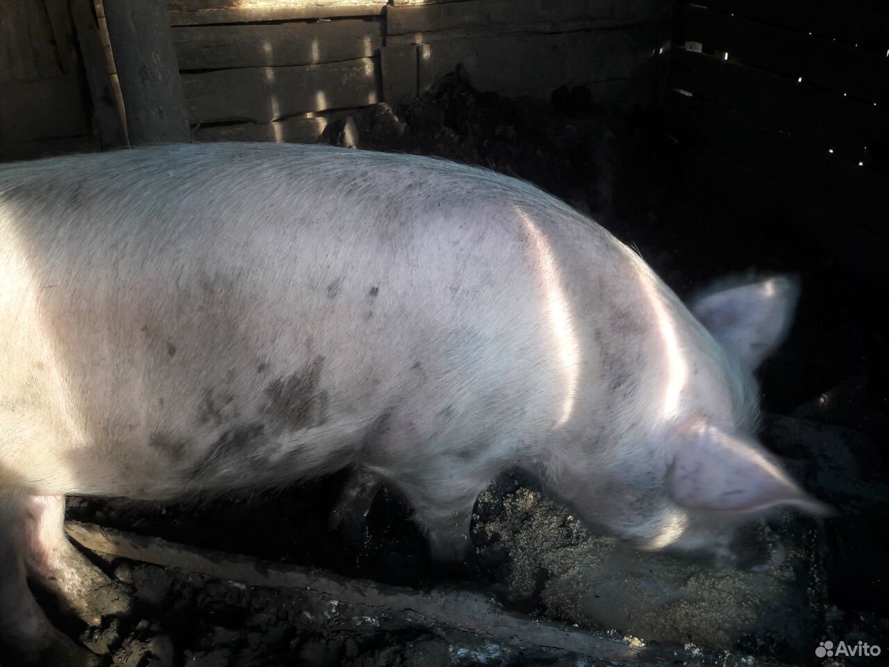 Хряк услуги