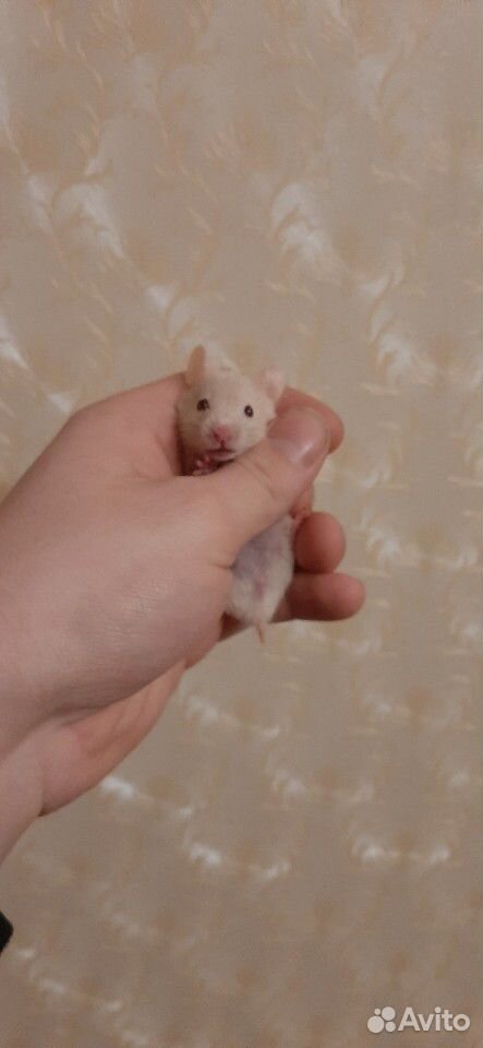 Хомячки сирийские