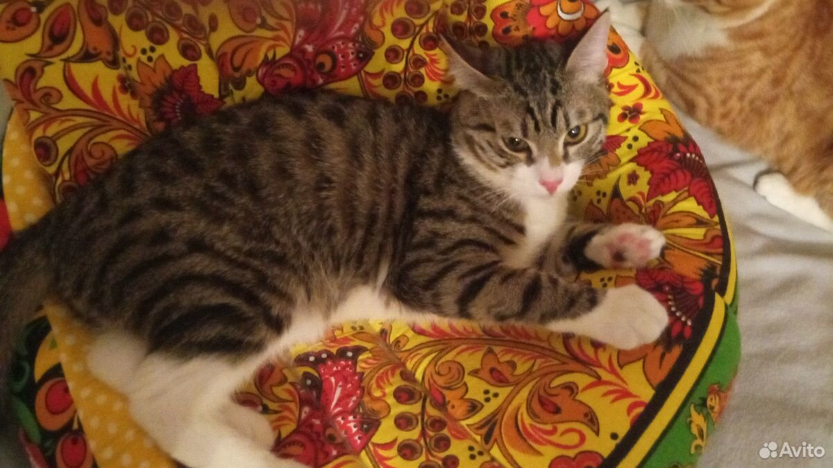 Кот Тиша, 18.07.2019 года рождения. Екатеринбург