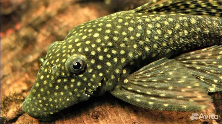 Анциструс обыкновенный