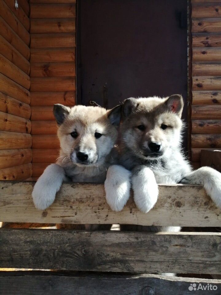 Западно-сибирская лайка