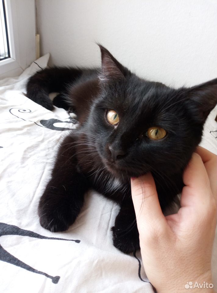Котёнок Мурышка в добрые руки
