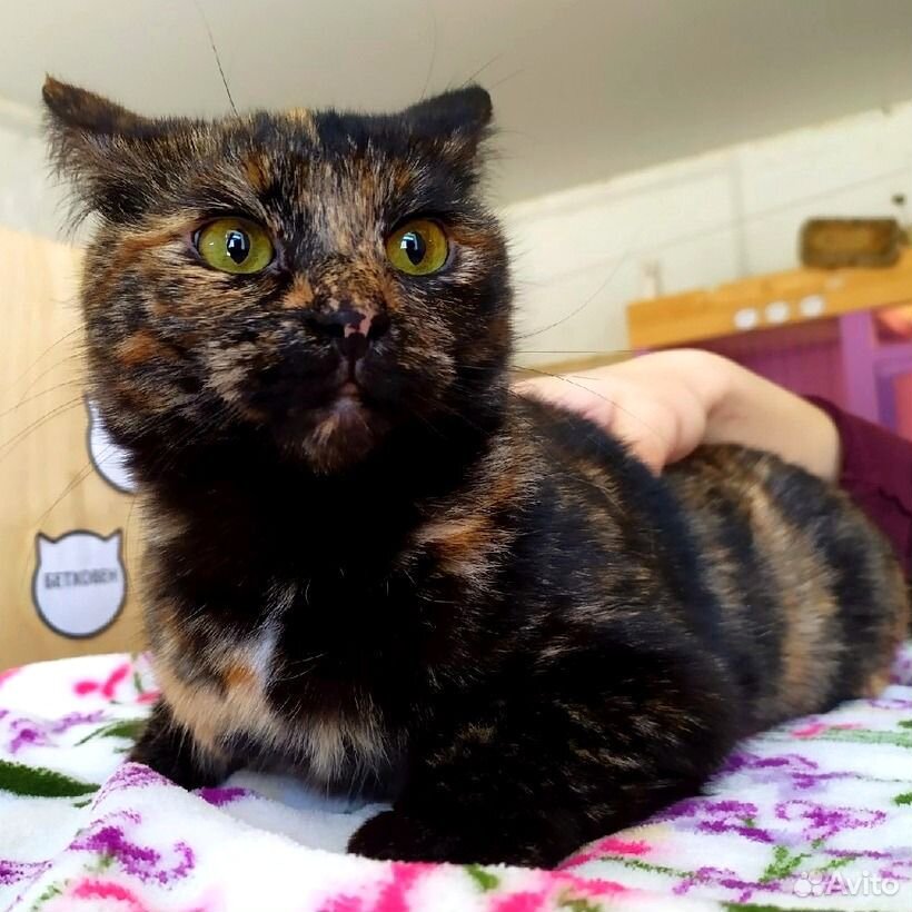 Кошечка Весна, 1 год (из приюта)