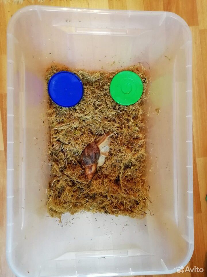 Улитка ахатина