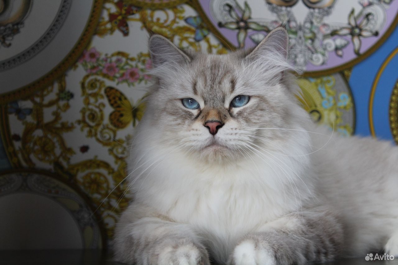 Невский маскарадный кот