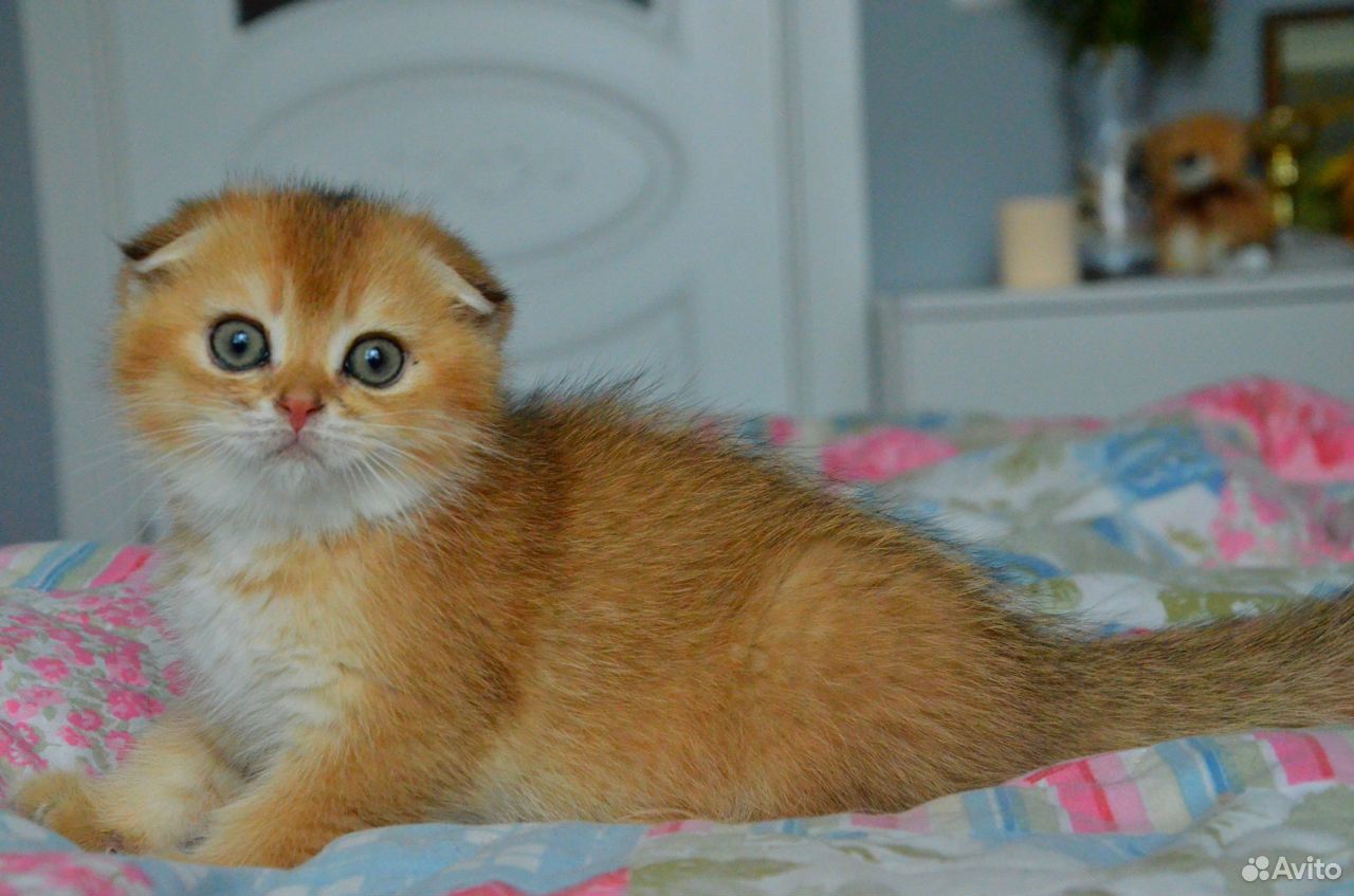 Яркий шиншилловый котик