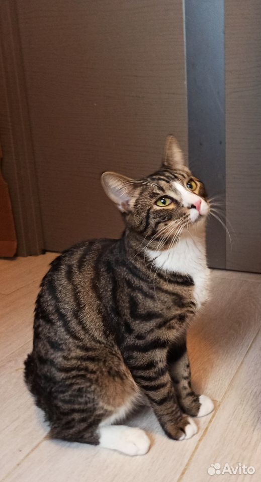 Славик ищет дом