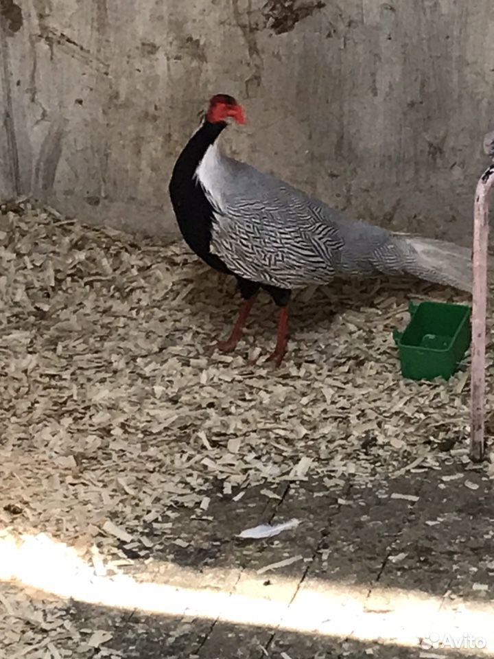 Серебристый Воротниковый фазан