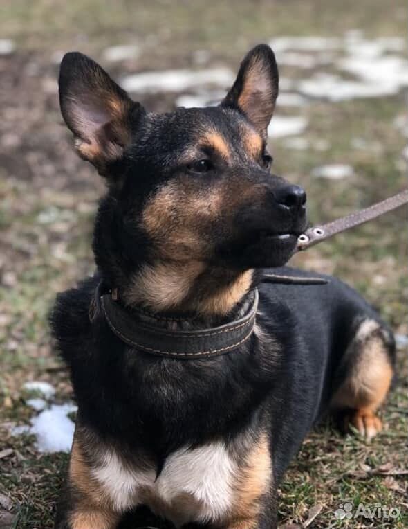 Песик в добрые руки