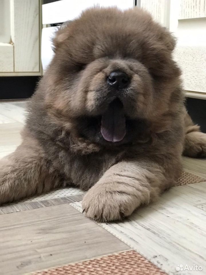 Продается чау-чау