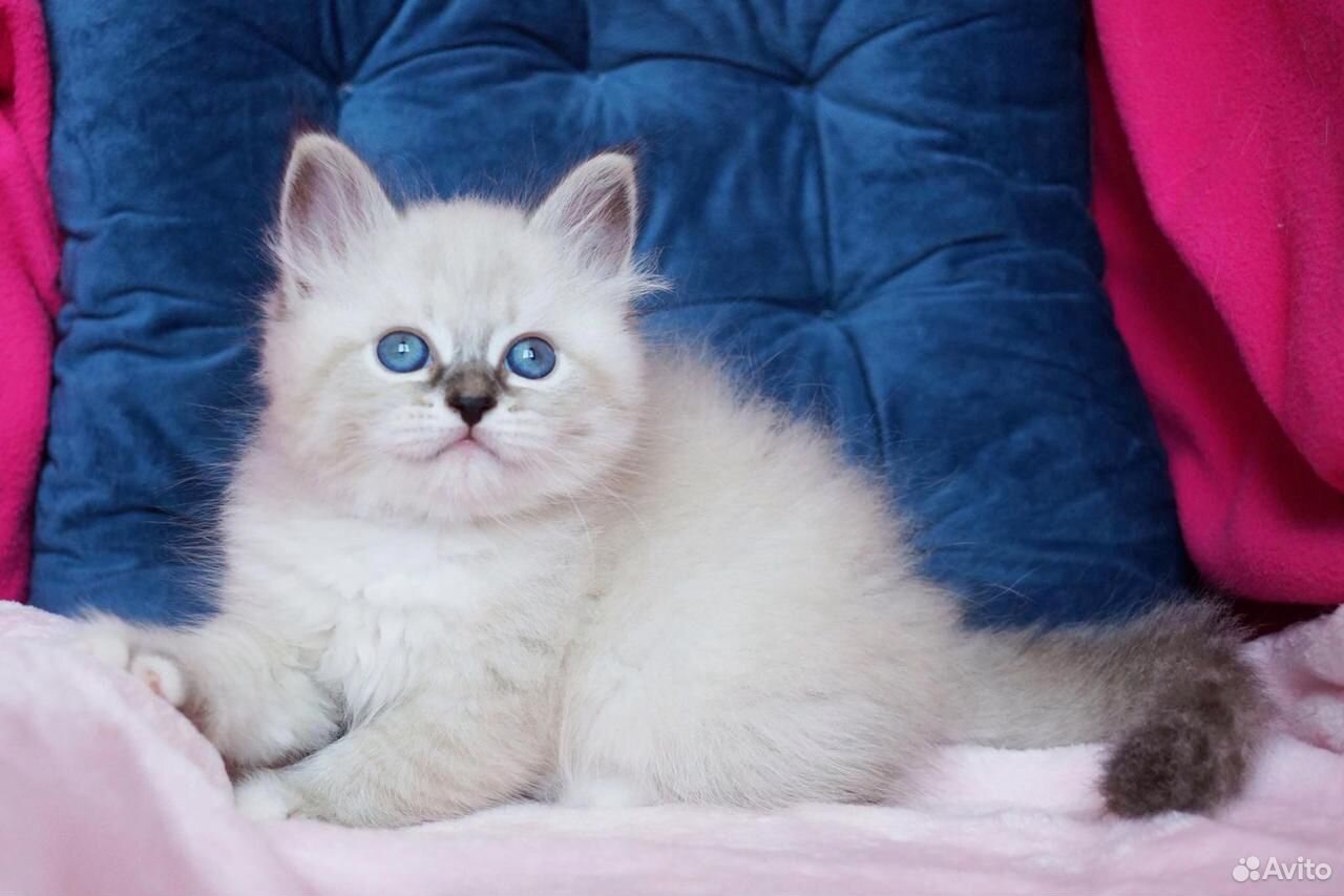 Невские маскарадные котята