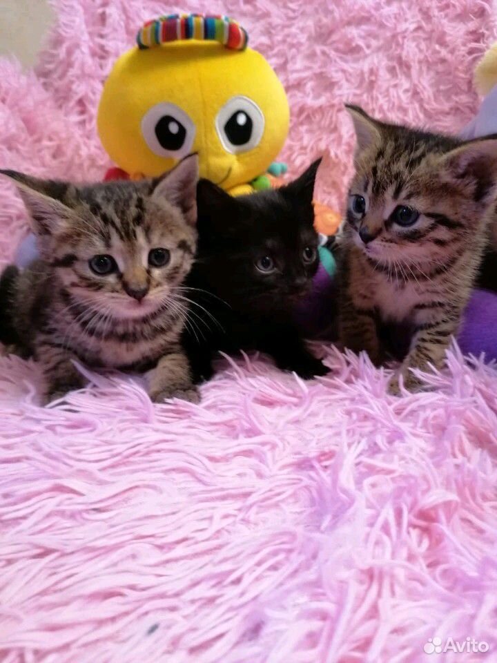 Крошки малыши