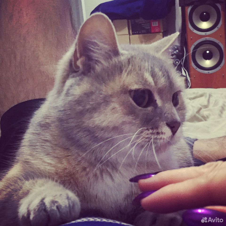 Кошка ищет кота для вязки