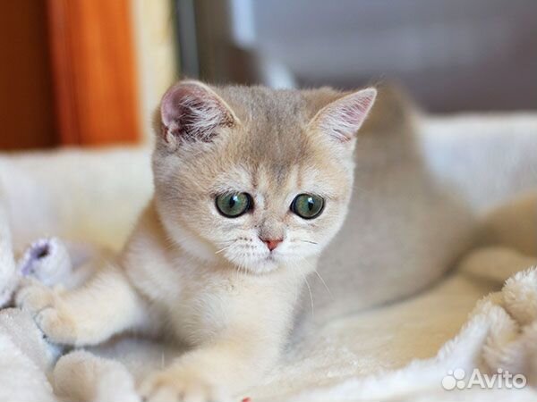 Кошечка ay11 в разведение