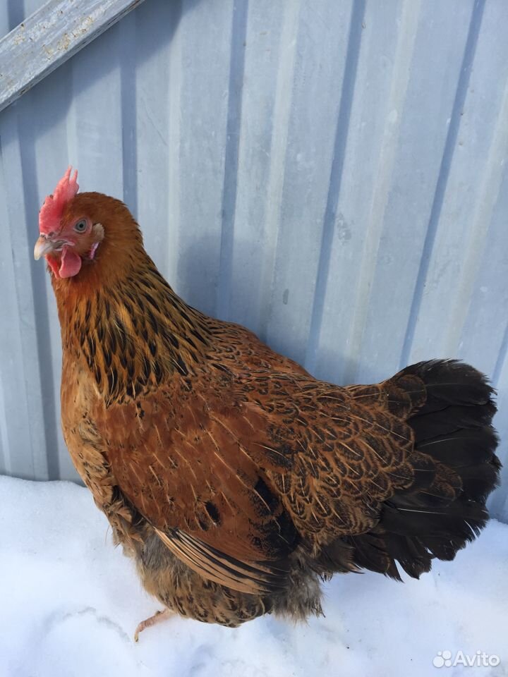 Ия кур Кучинская юбилейная