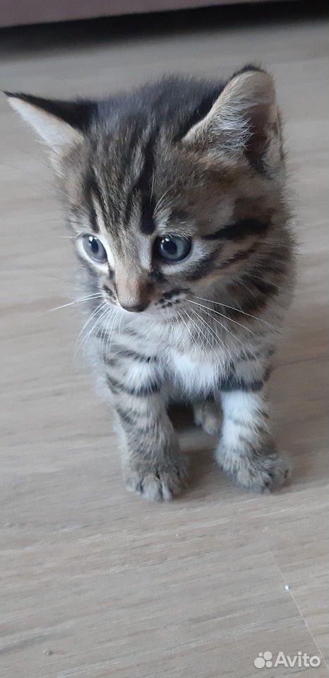 Котята Бенгальские