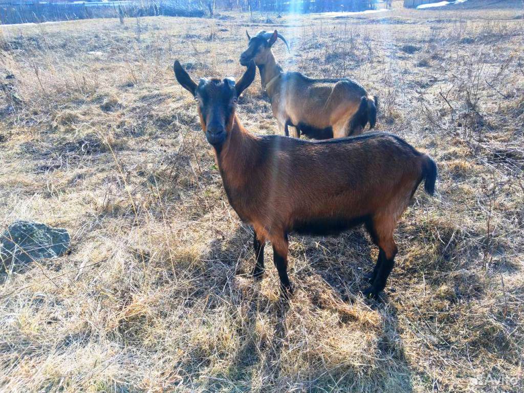 Чешская козочка 1 год