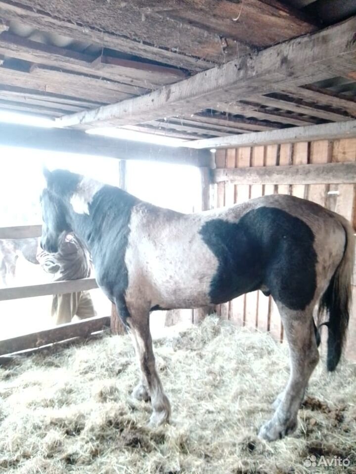 Новосибирская обл, Усть-Таркский р-н, село Козино