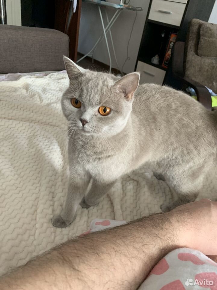 Вязка Британка