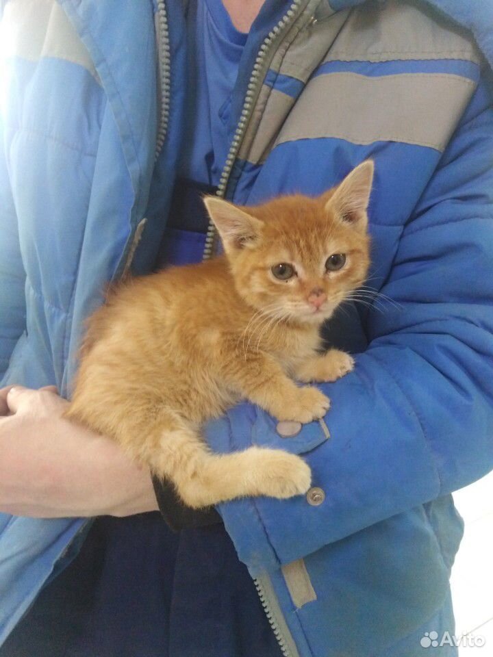 Рыжий котенок 1.5мес