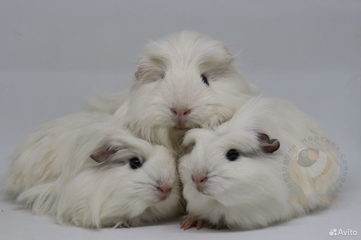 Коронет с доставкой по Москве и Мос. обл