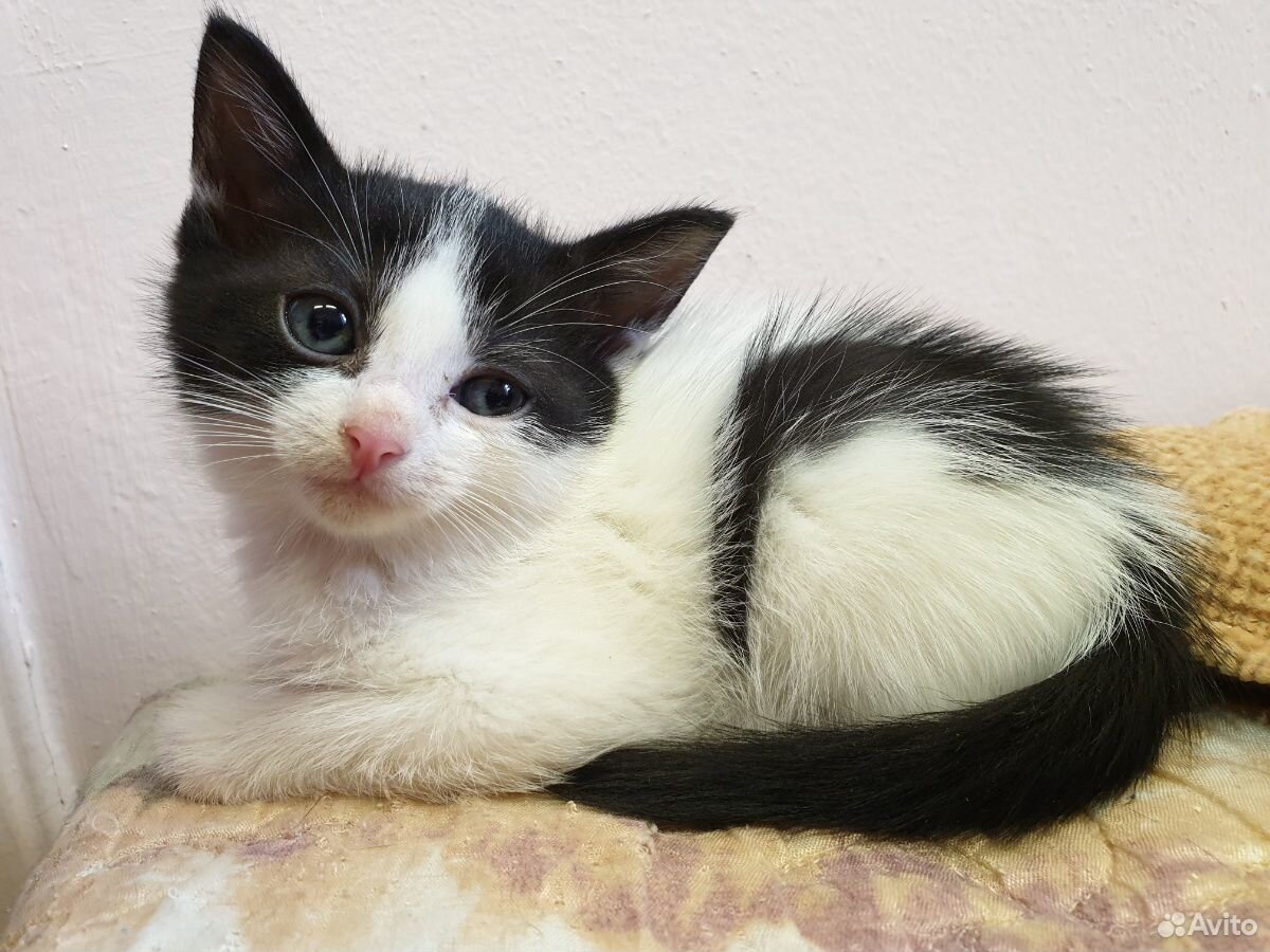 Маленький маркиз ждет маму