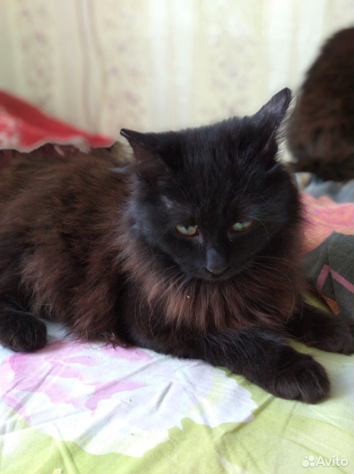 Кошка