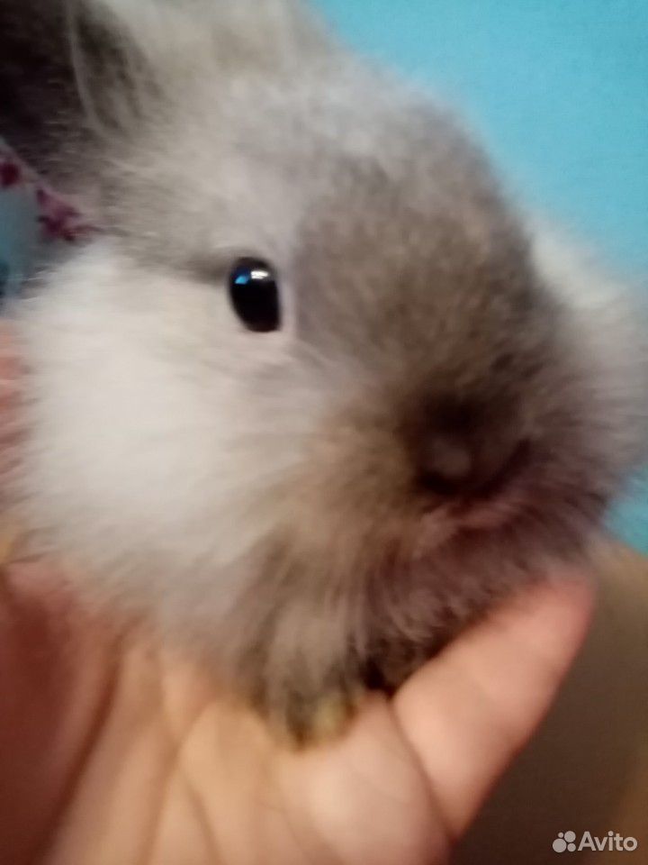 Ручной крольчонок с доставкой